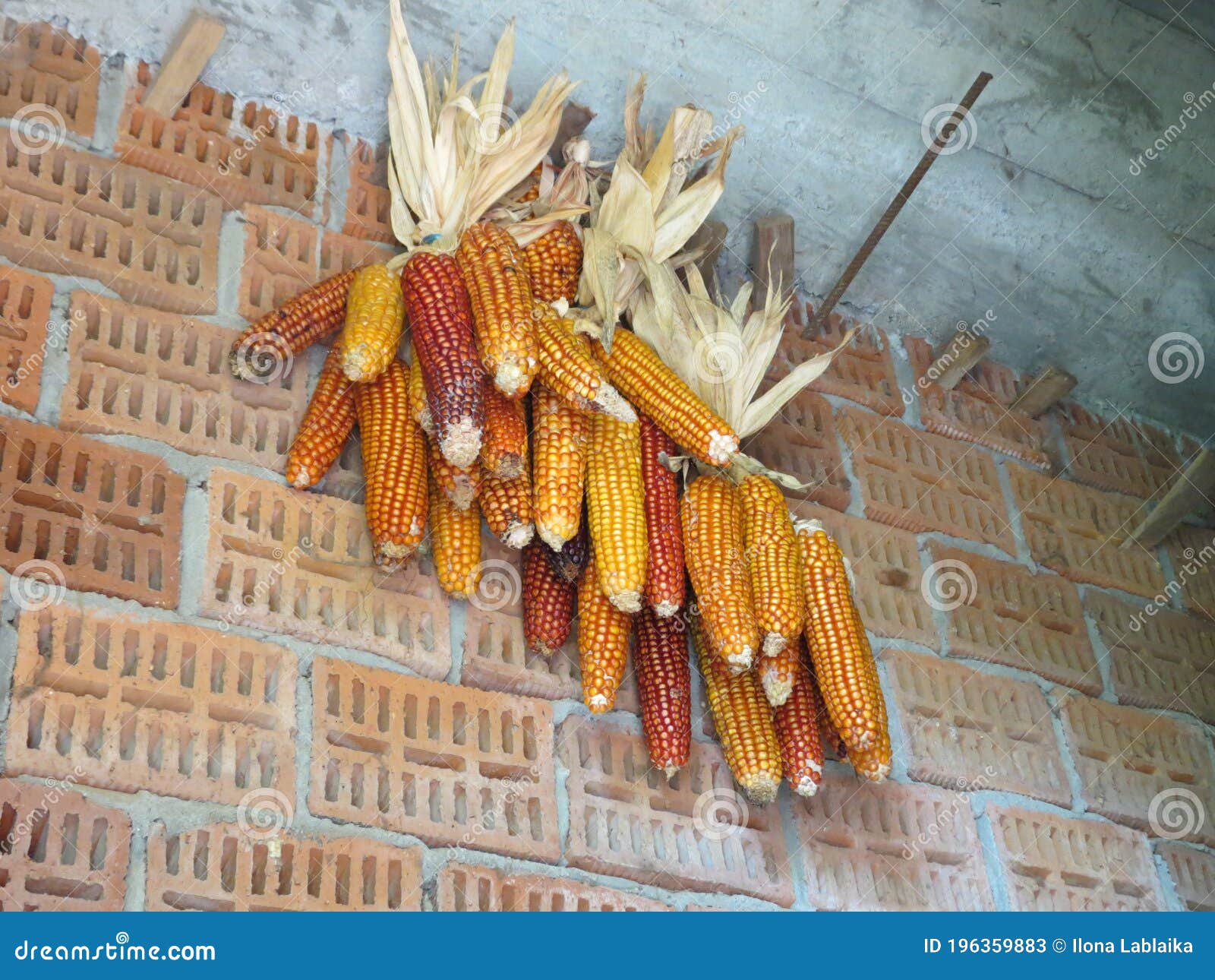 Corn cobs in granary stock image. Image of storage, ceiling - 196359883
