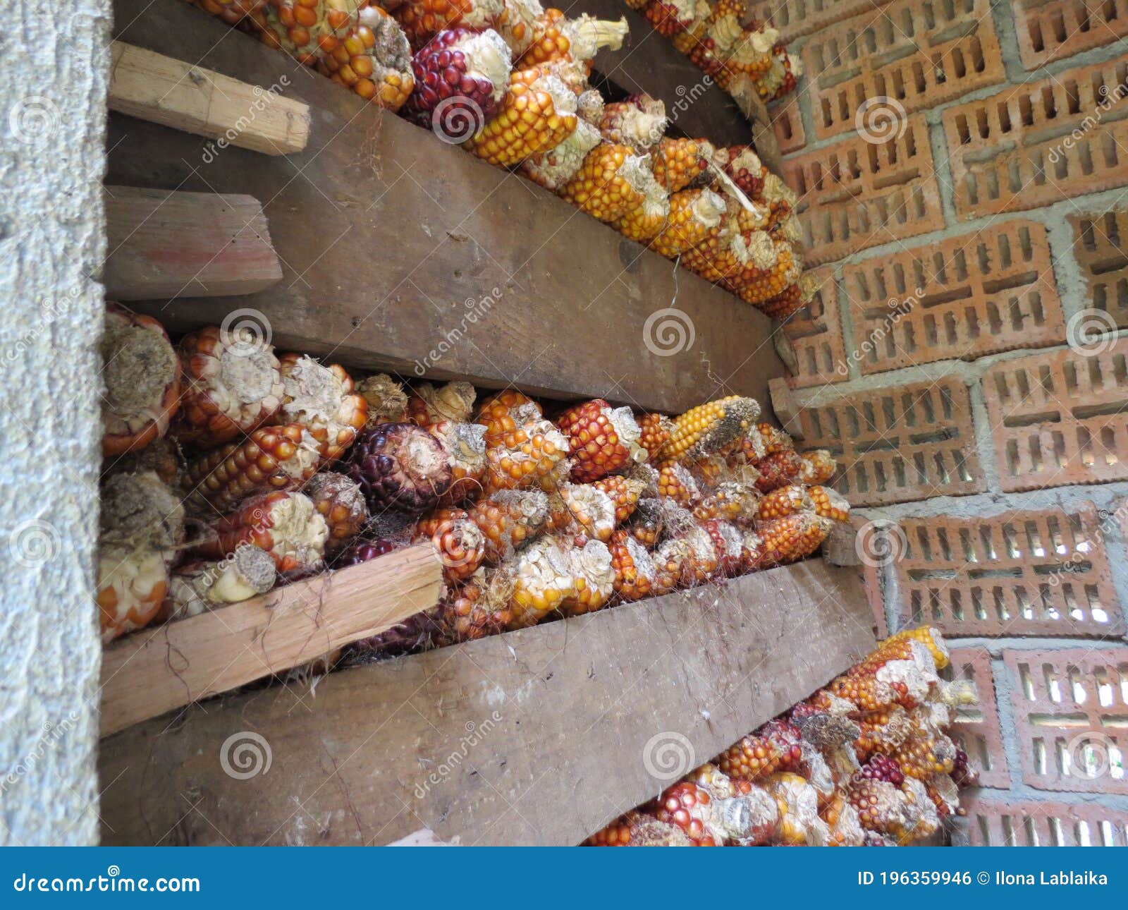 Corn cobs in granary stock photo. Image of countryside - 196359946