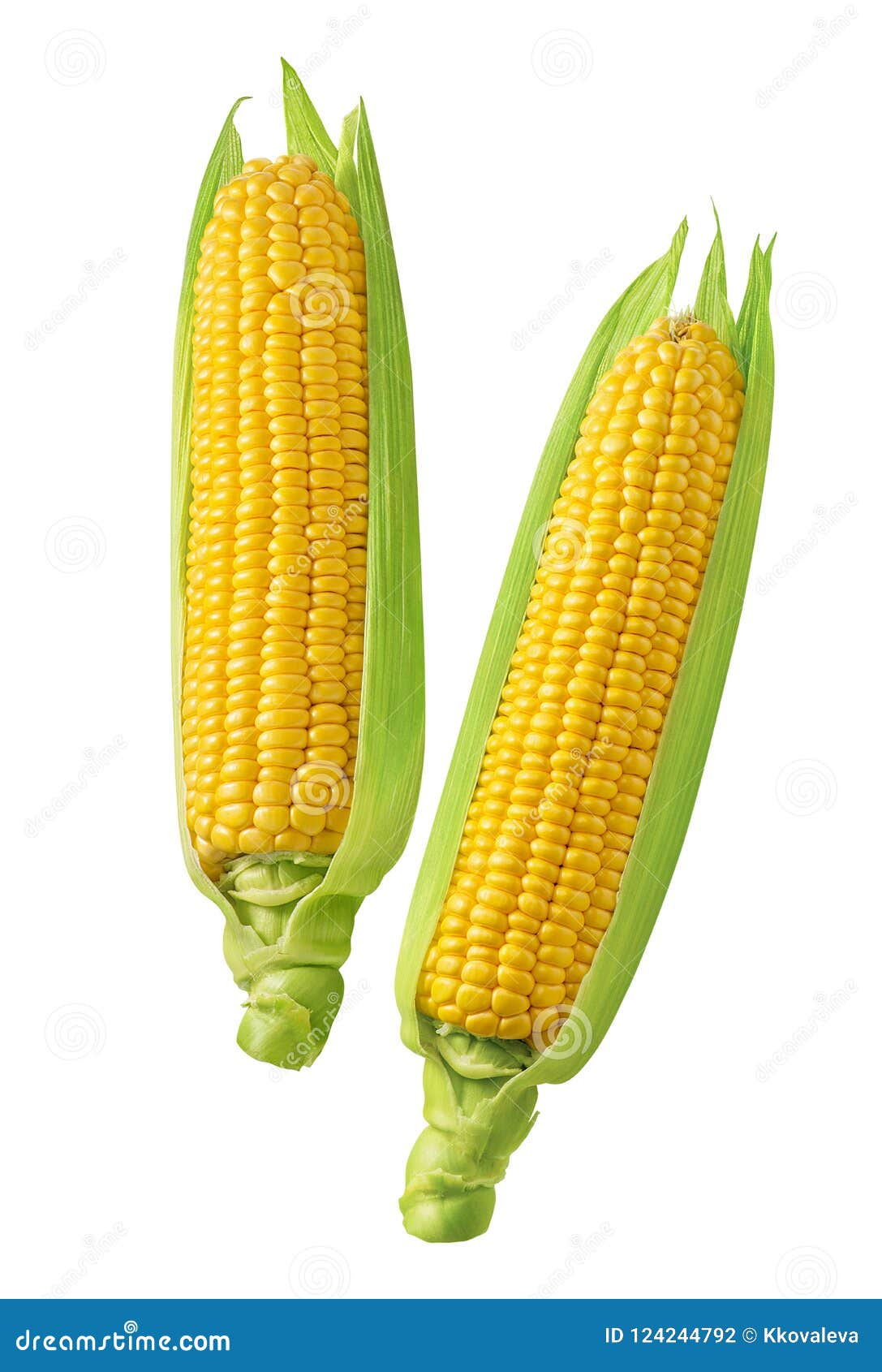 2 Corn Cobs with Green Leaves Isolated on White Background Stock Photo ...