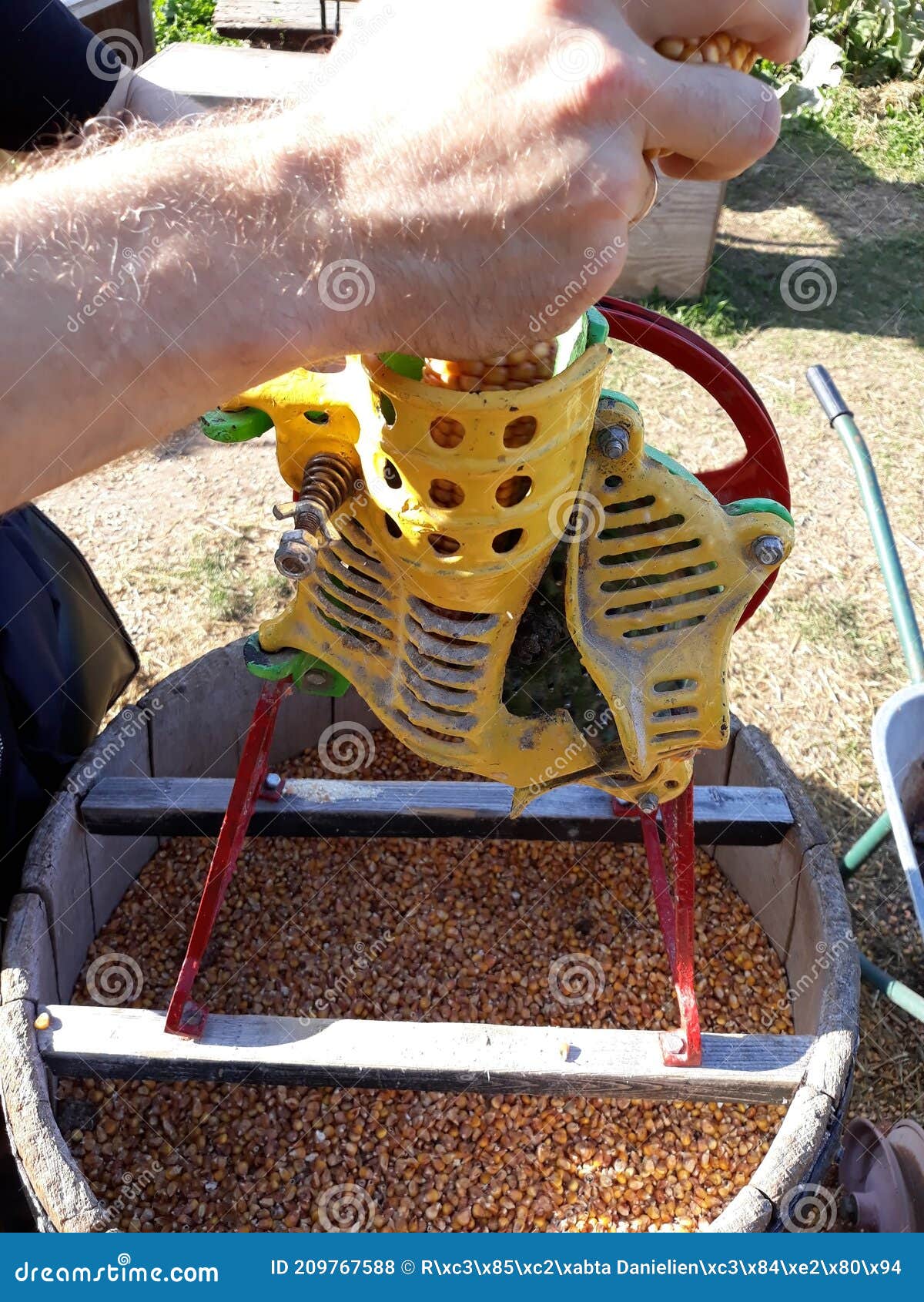Corn Cobs Hand Shelling Tool Stock Photo - Image of table ...