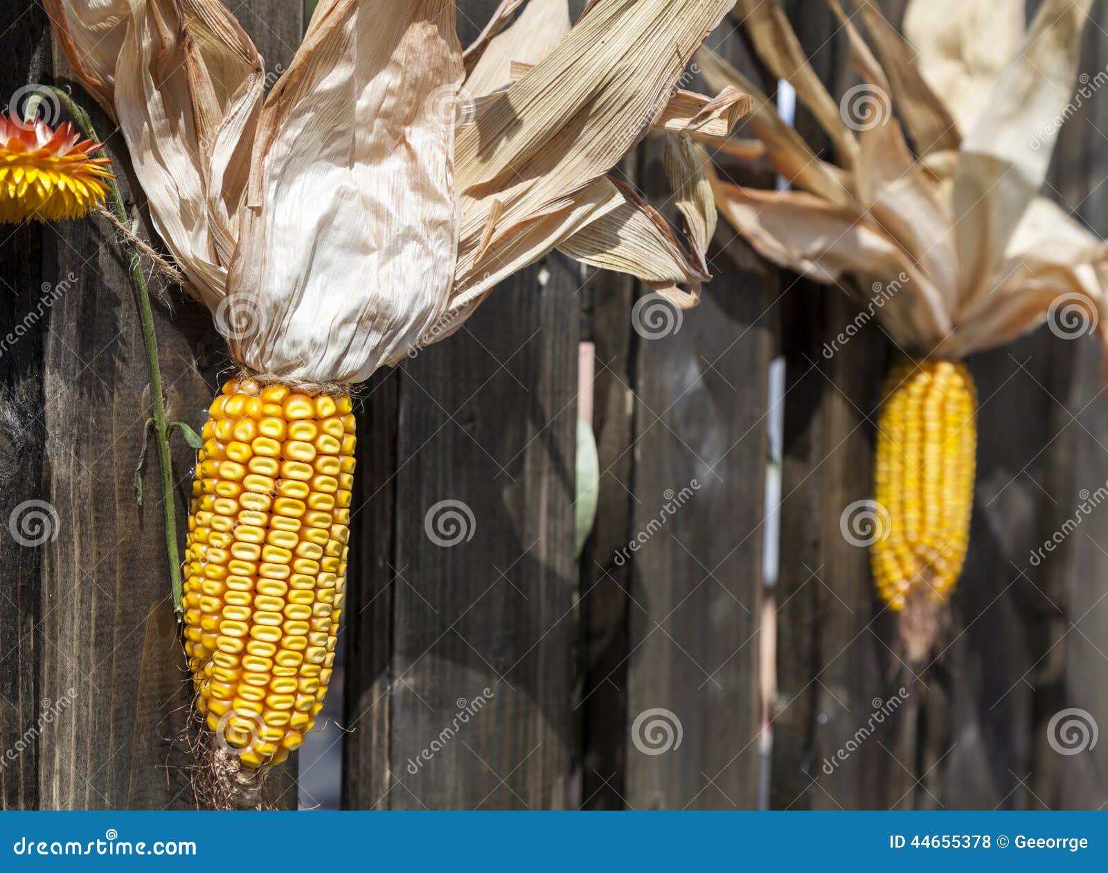 Corn Fence Stock Photography | CartoonDealer.com #45104888