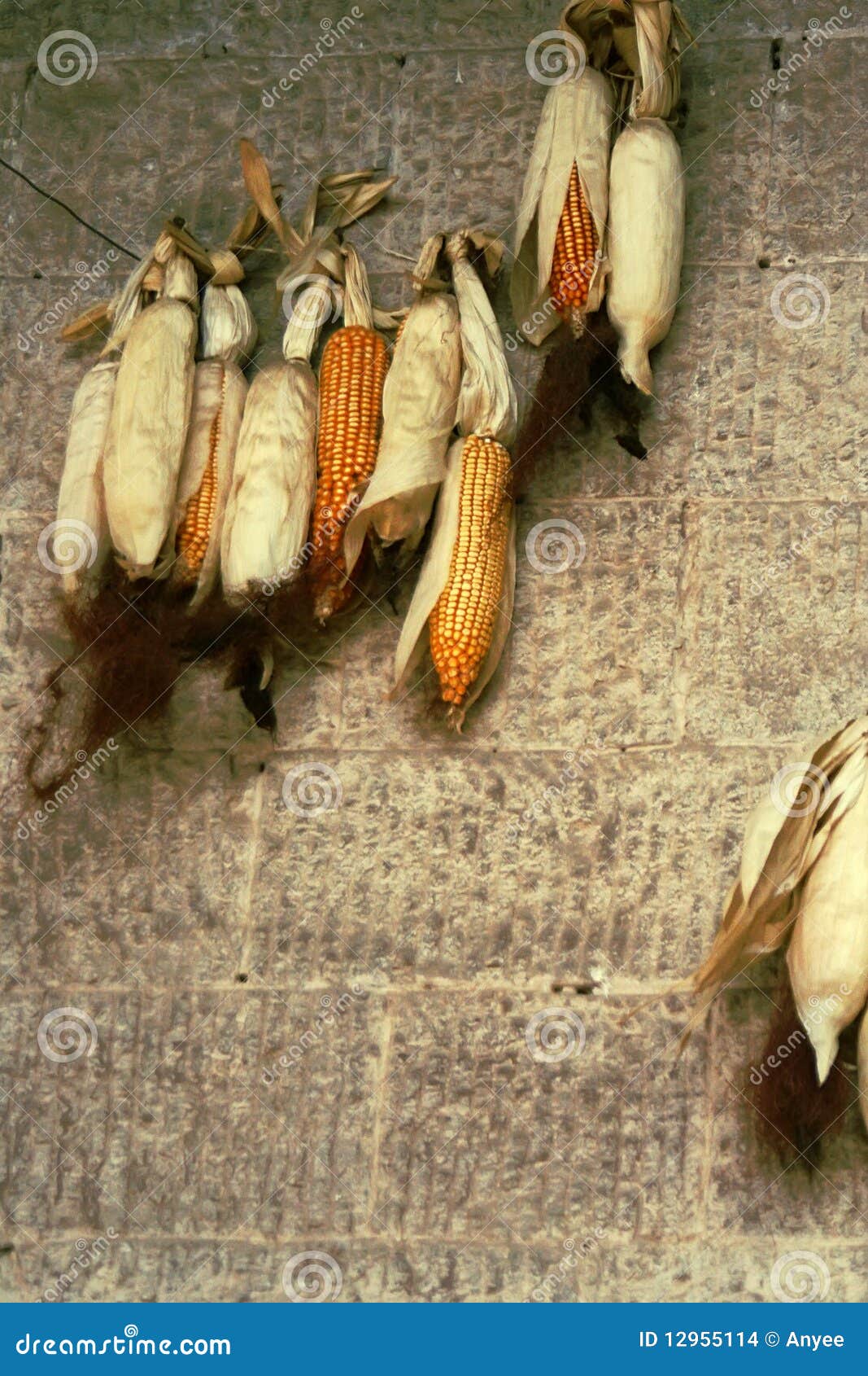 Corn Cobs Hanging on the Stone Wall Stock Photo - Image of china, cobs ...