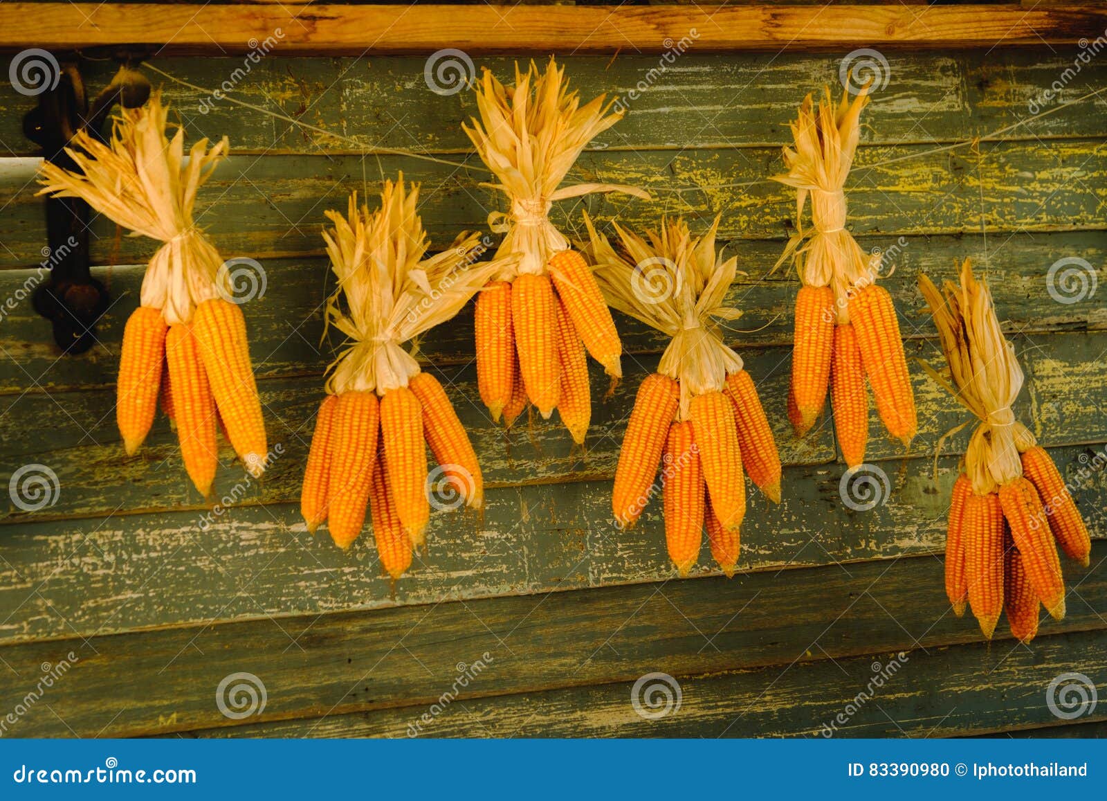 Corn Cobs Hanging To Dry in a Cabin Wall Stock Photo - Image of hanging ...