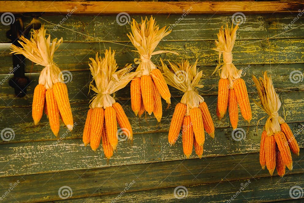 Corn Cobs Hanging To Dry in a Cabin Wall Stock Photo - Image of hanging ...