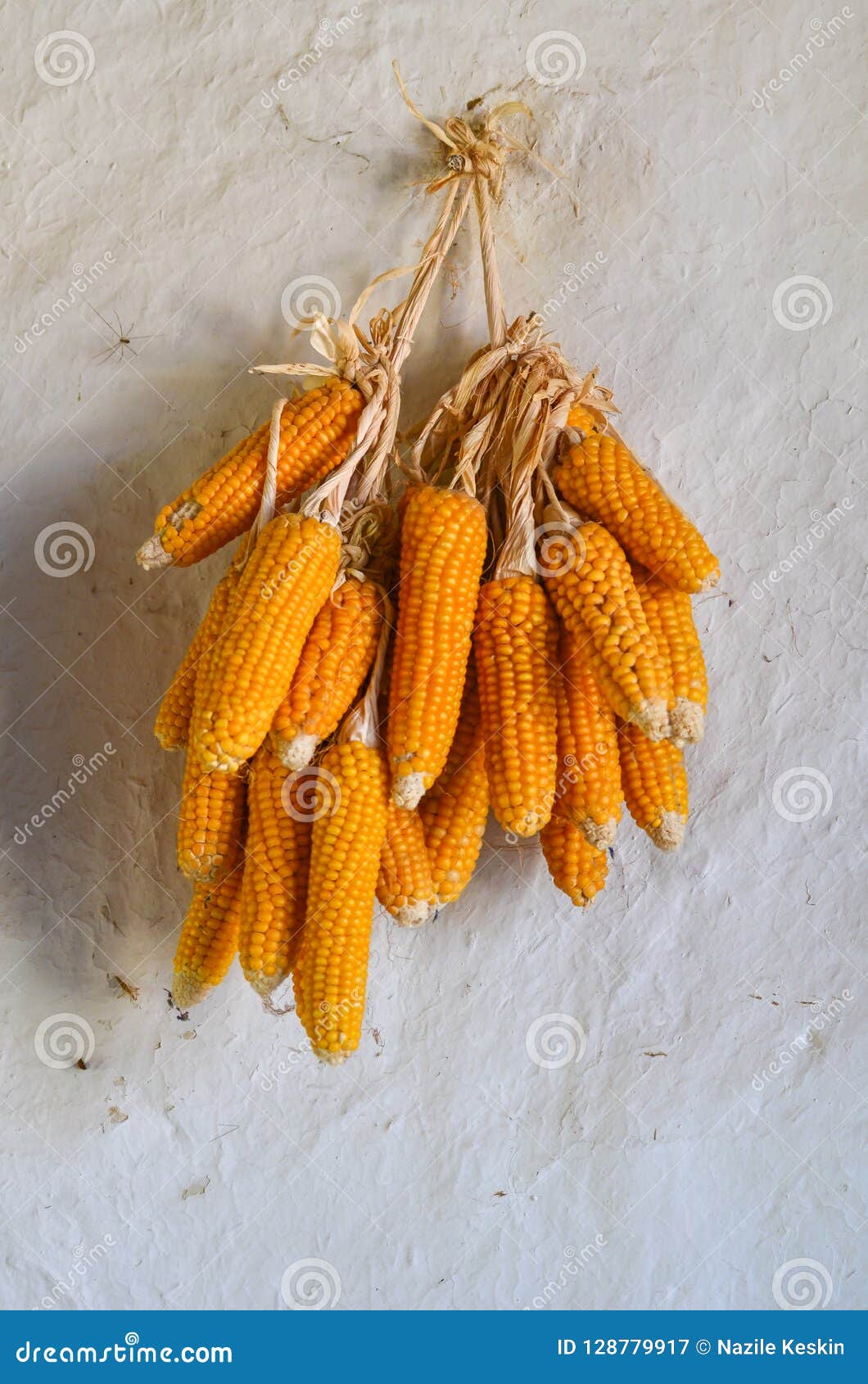 Corn Cobs Hanging on the Wall Stock Image - Image of color, beauty ...