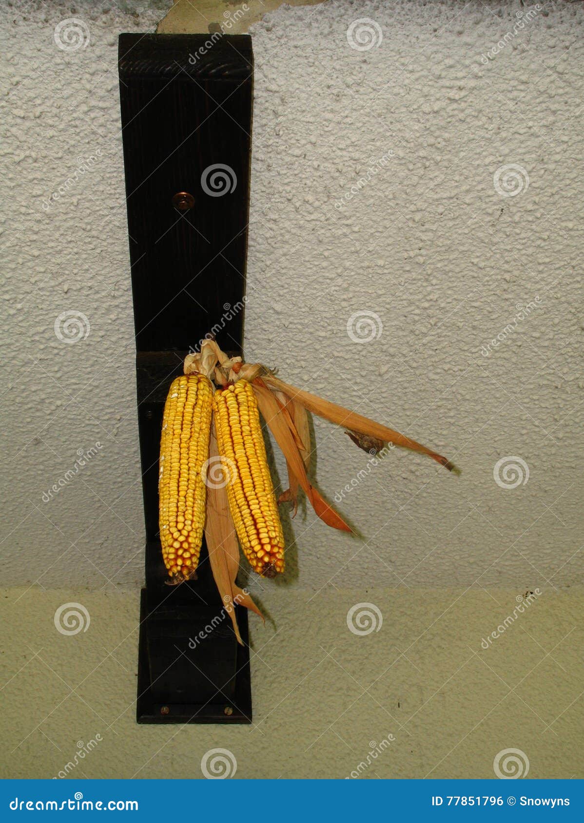 The Corn Cobs hanging stock photo. Image of cellulose - 77851796