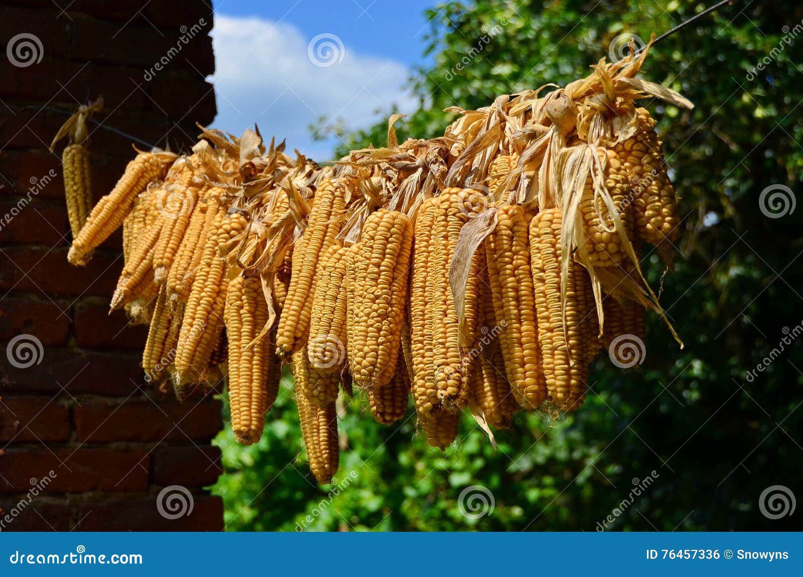 The Corn Cobs hanging stock photo. Image of prevention - 76457336