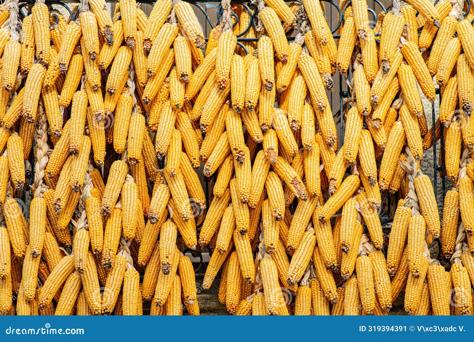 Ears of Corn Hung To Dry, Texture for Backgrounds Stock Image - Image ...