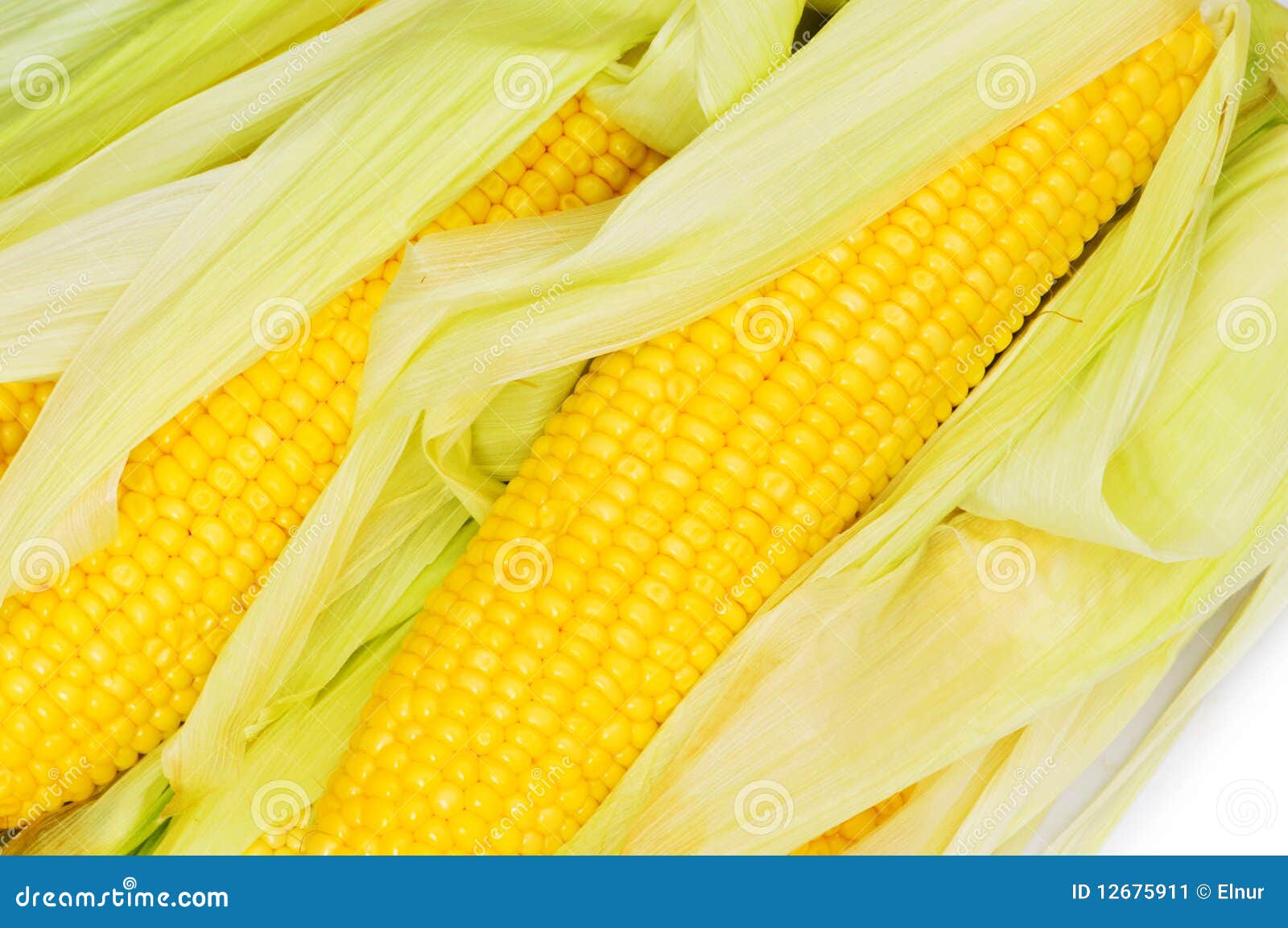 Corn cobs isolated stock image. Image of food, healthy - 12675911