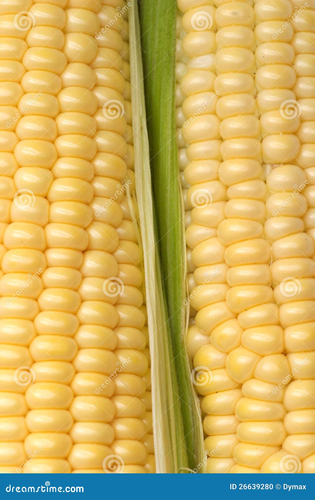 Corn Cobs Isolated Ob White Closeup Vertical View Stock Photo - Image ...