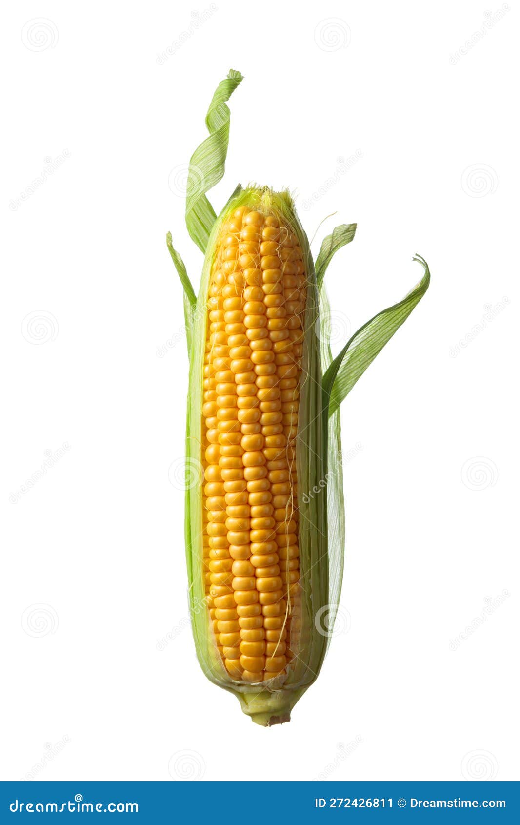 Corn on Cobs Isolated on a White Background Stock Image - Image of ...