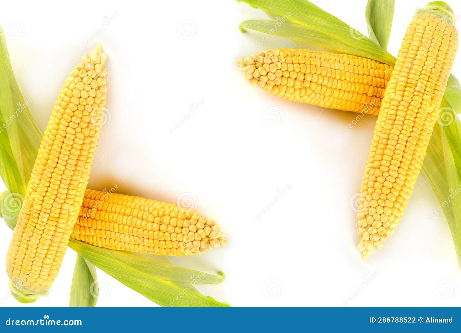 Corn Cobs Isolated on White . Collage. Free Space for Text Stock Photo ...