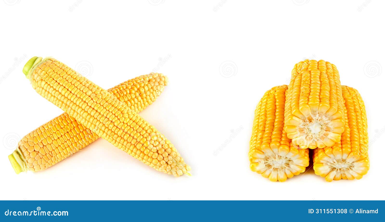 Corn Cobs Isolated on White . Collage. Free Space for Text. Wide Photo ...