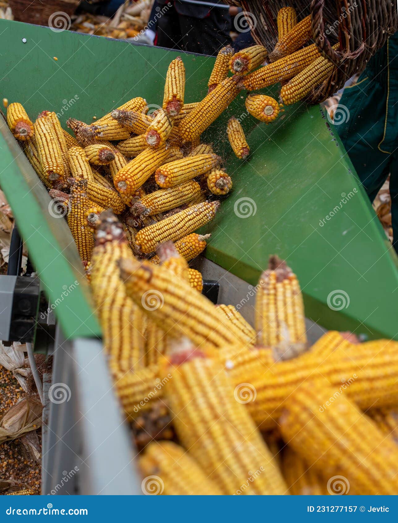 Corn Cobs Lifting by Elevator into Storage Stock Image - Image of close ...