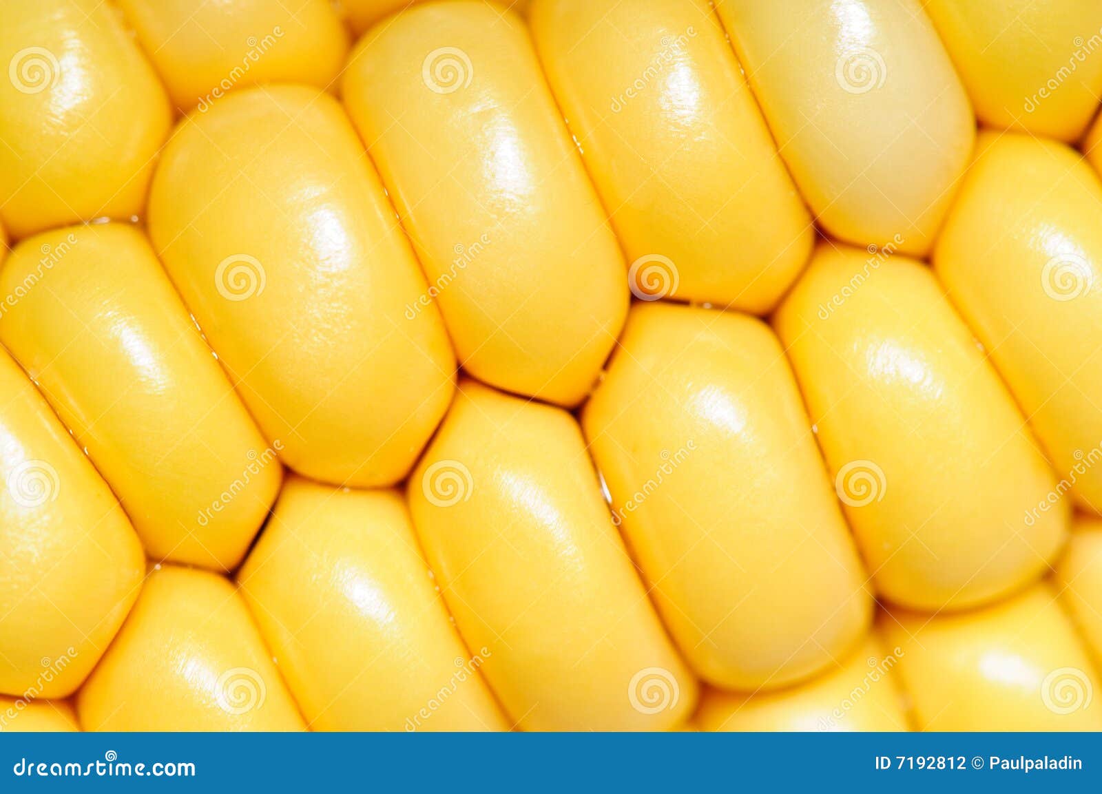 Corn cobs macro texture stock photo. Image of macro, ingredient - 7192812