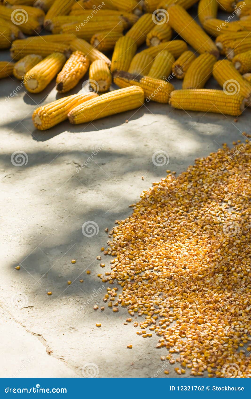 Corn Cobs and Maize Drying in Sun Stock Photo - Image of mais, harvest ...