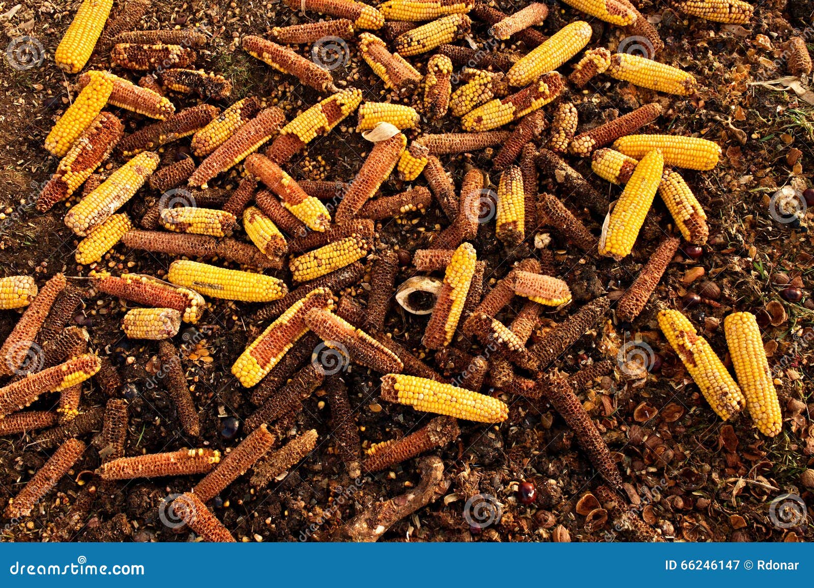 Corn Cobs Milled As Animal Feed. Waste from the End of Corn Shelling ...