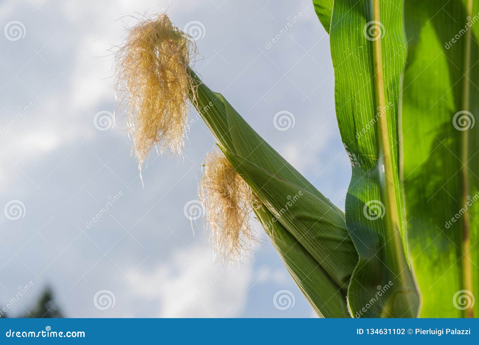 Corn cobs stock photo. Image of grain, crop, fuel, countryside - 134631102