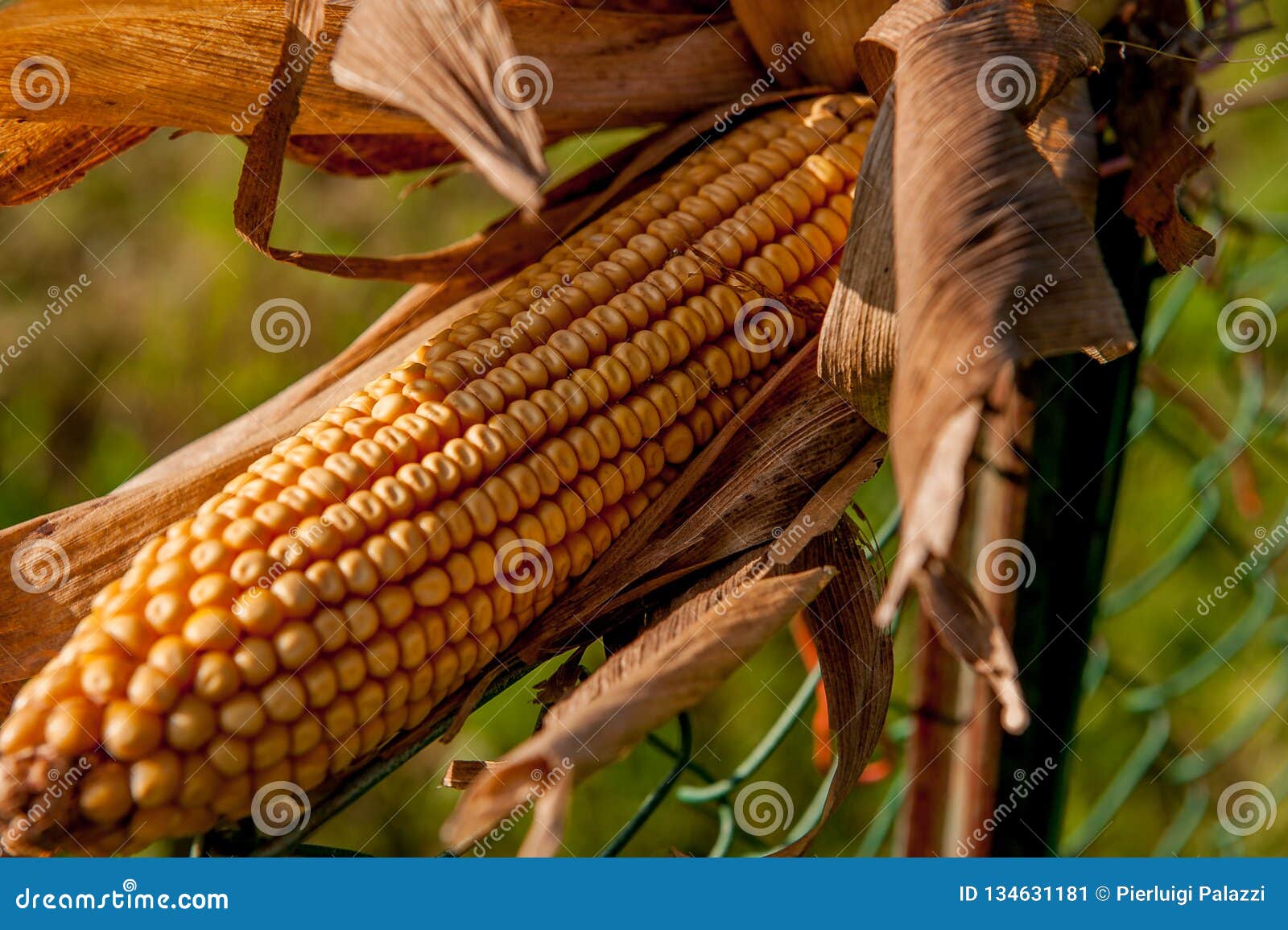 Corn cobs stock image. Image of agriculture, hanging - 134631181