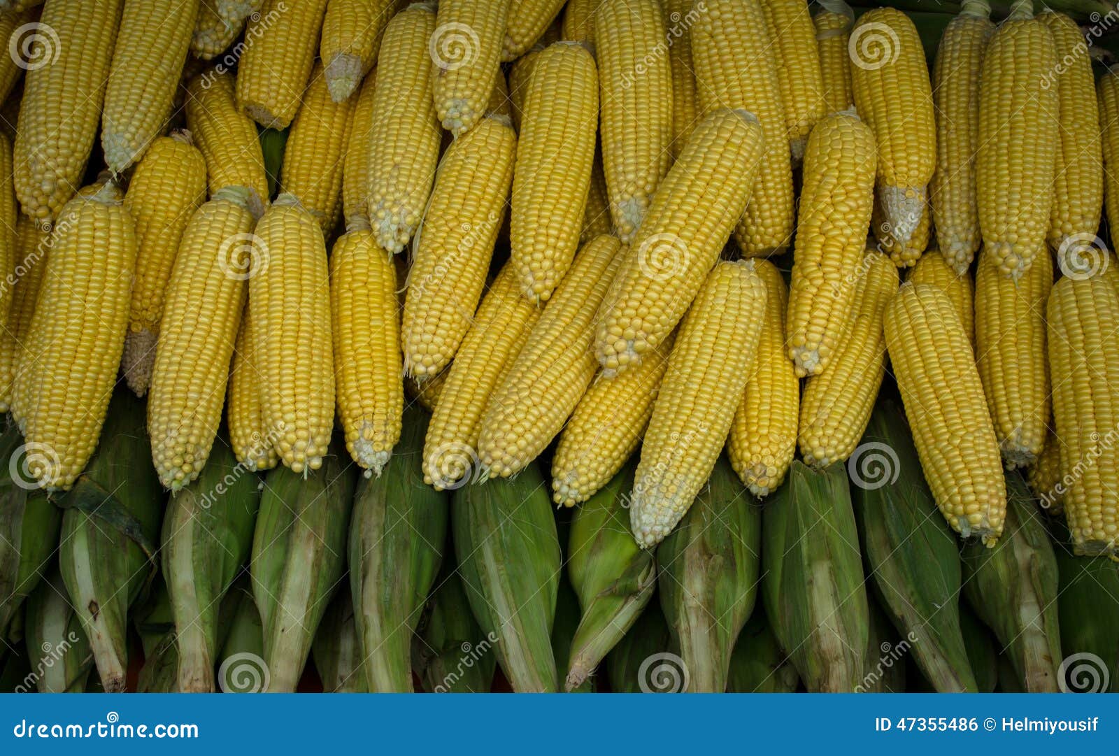 Corn cobs stock photo. Image of shows, fruits, corn, fresh - 47355486