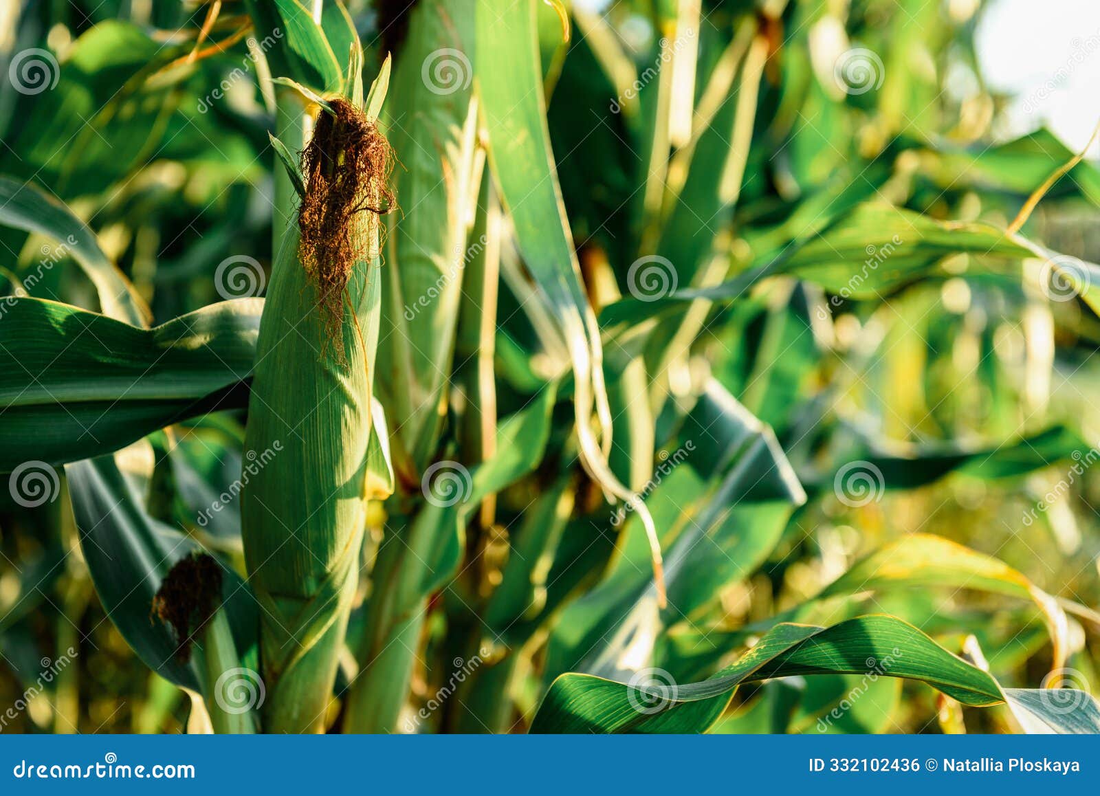 Corn Cobs in Corn Plantation Field. Corn Plants Growing in Summer ...