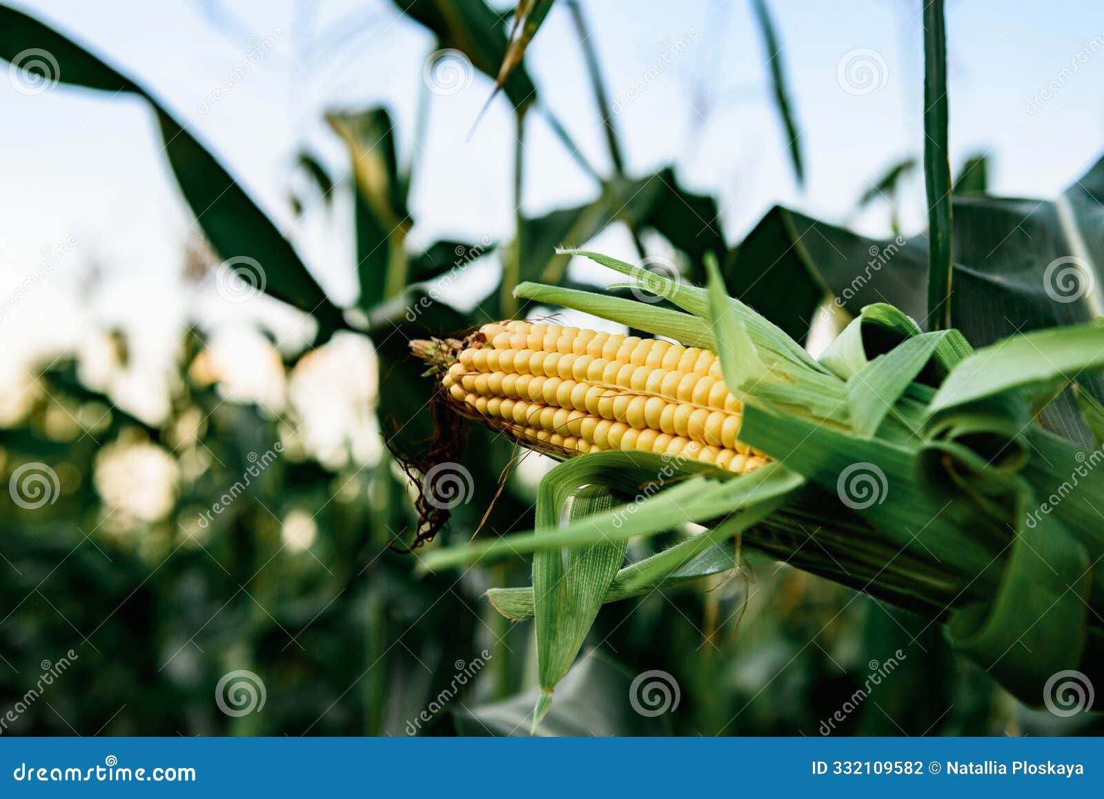 Corn Cobs in Corn Plantation Field. Corn Plants Growing in Summer ...