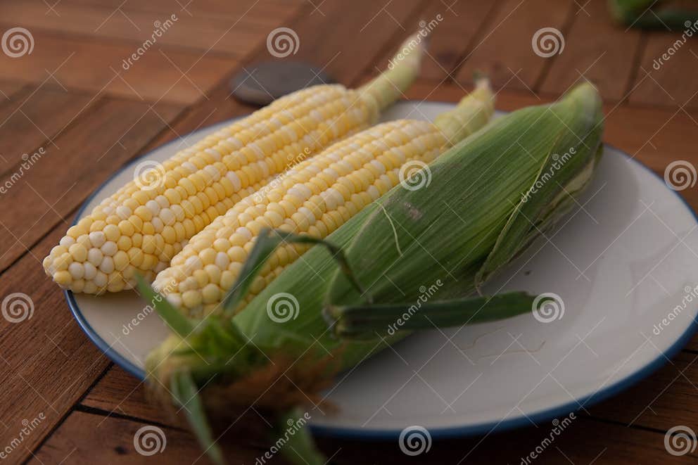 Corn on the cobs stock photo. Image of garden, corn - 287206560
