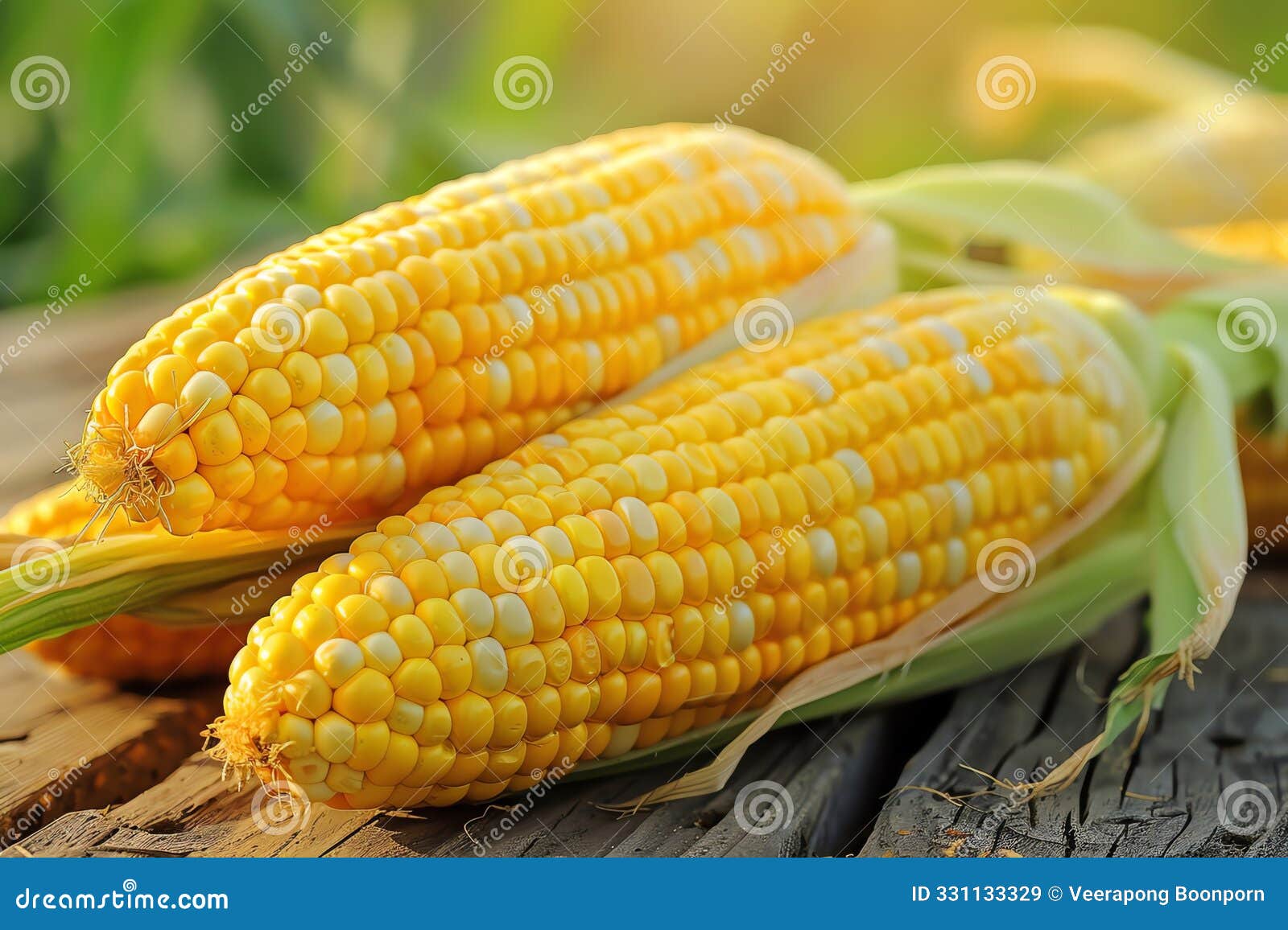 Corn Cobs And Straw Hat Celebration Background Royalty-Free ...