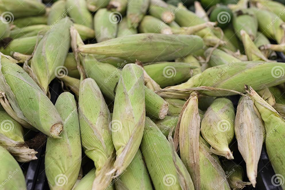 Corn Cobs on a Shelf in a Supermarket. Stock Photo - Image of nutrition ...