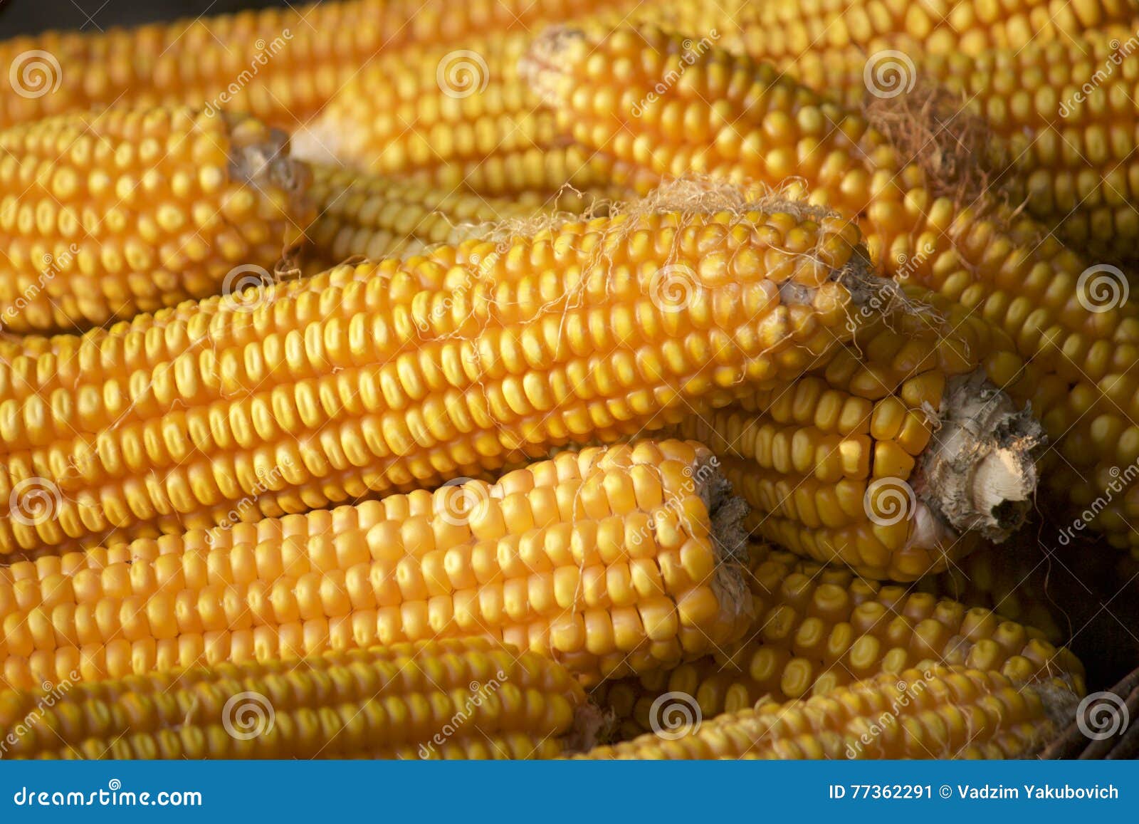 Corn Cobs Stacked in a Large Pile Stock Image - Image of field, ripe ...
