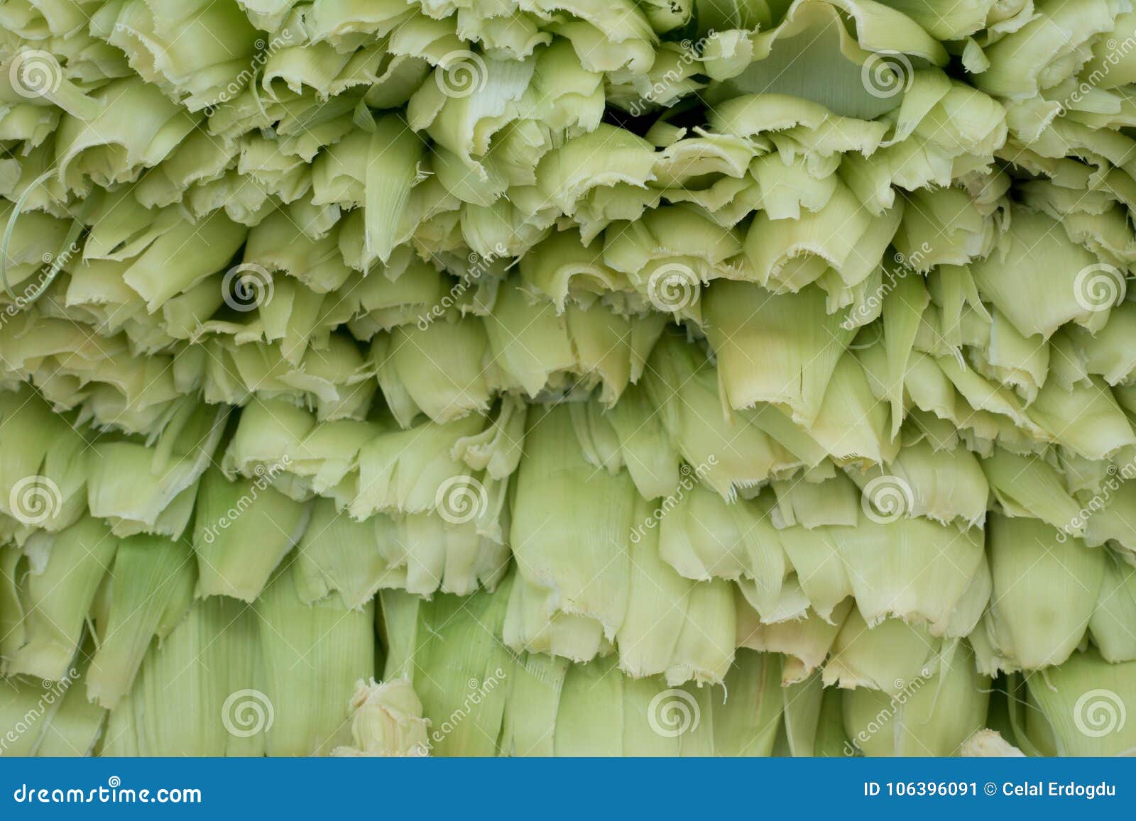 Corn Cobs Stacked on Market Stall in Bazaar Stock Image - Image of ...