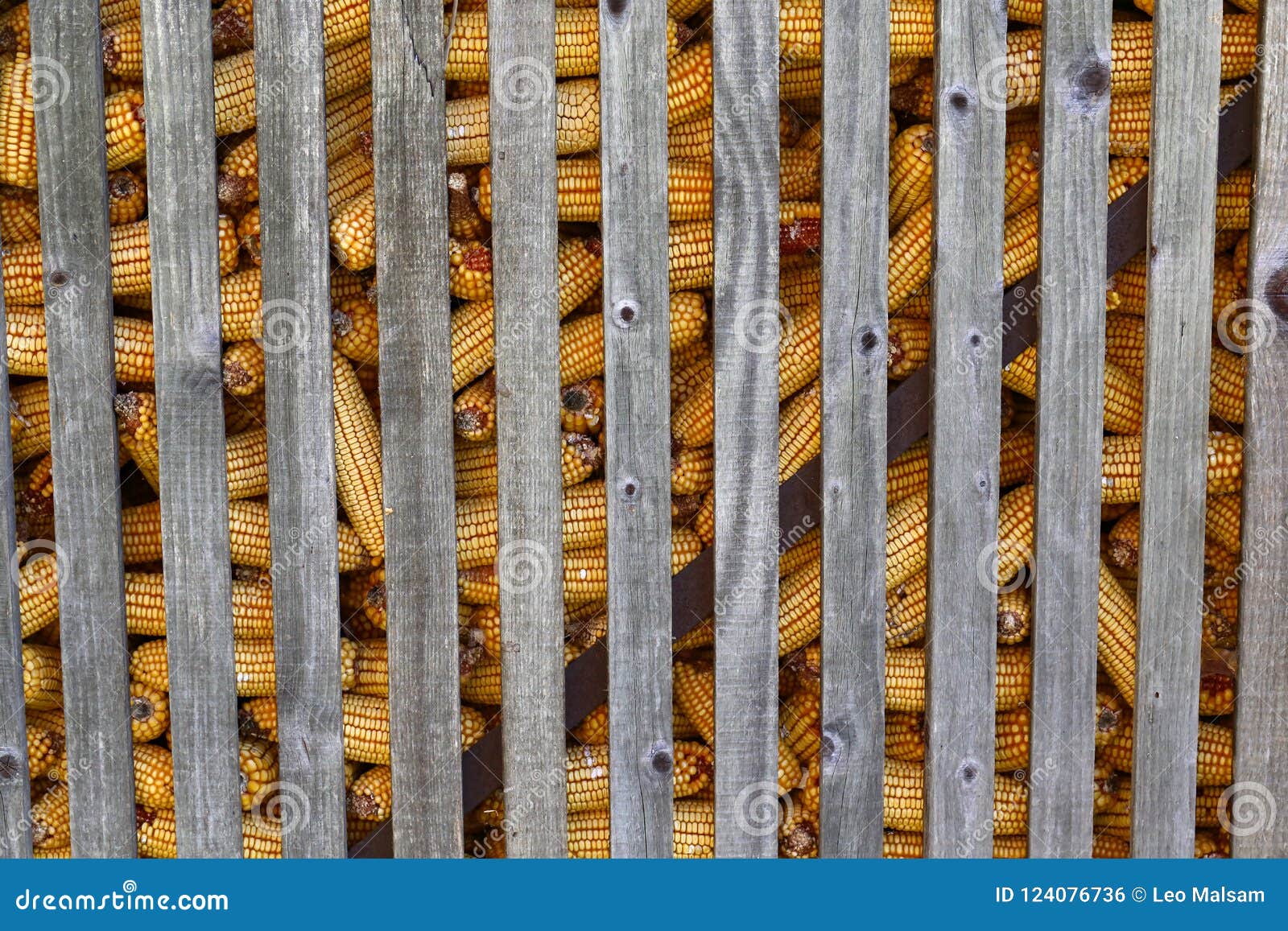 Corn cobs in storage stock photo. Image of nature, cattle - 124076736