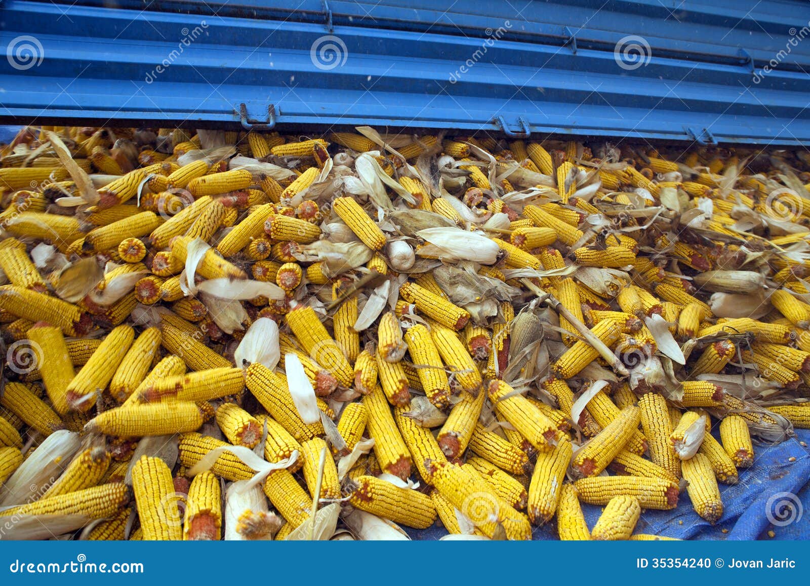 Corn Cobs from Tractor Trailer Stock Photo - Image of rural, combine ...