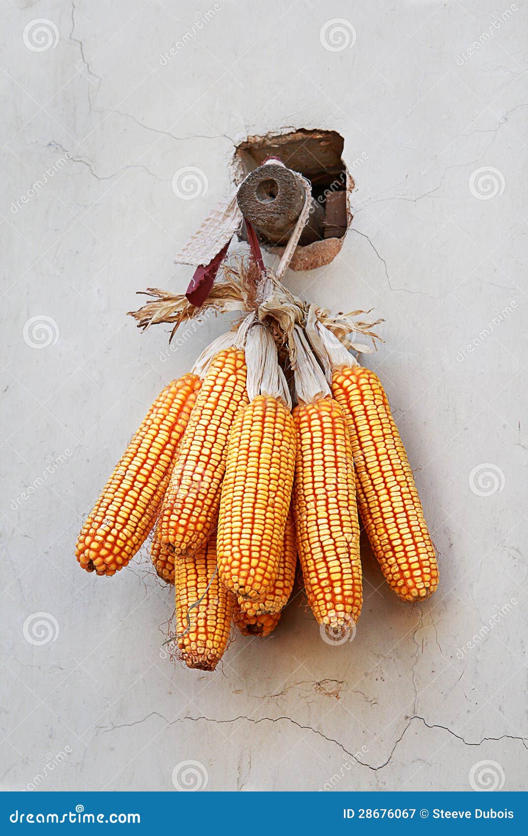 Corn Cobs on the Wall, China Stock Image - Image of cobs, oriental ...