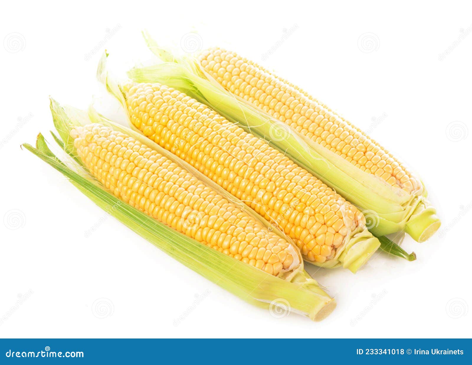 Corn Cobs on White Background. Raw Corn with Green Leaves on a White ...