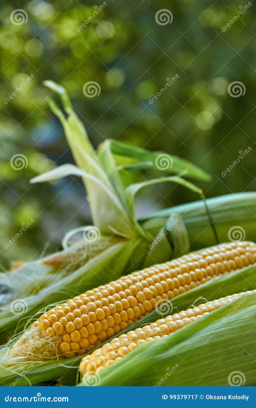 Corn Cobs on a White Surface on a Blurred Green Natural Background ...