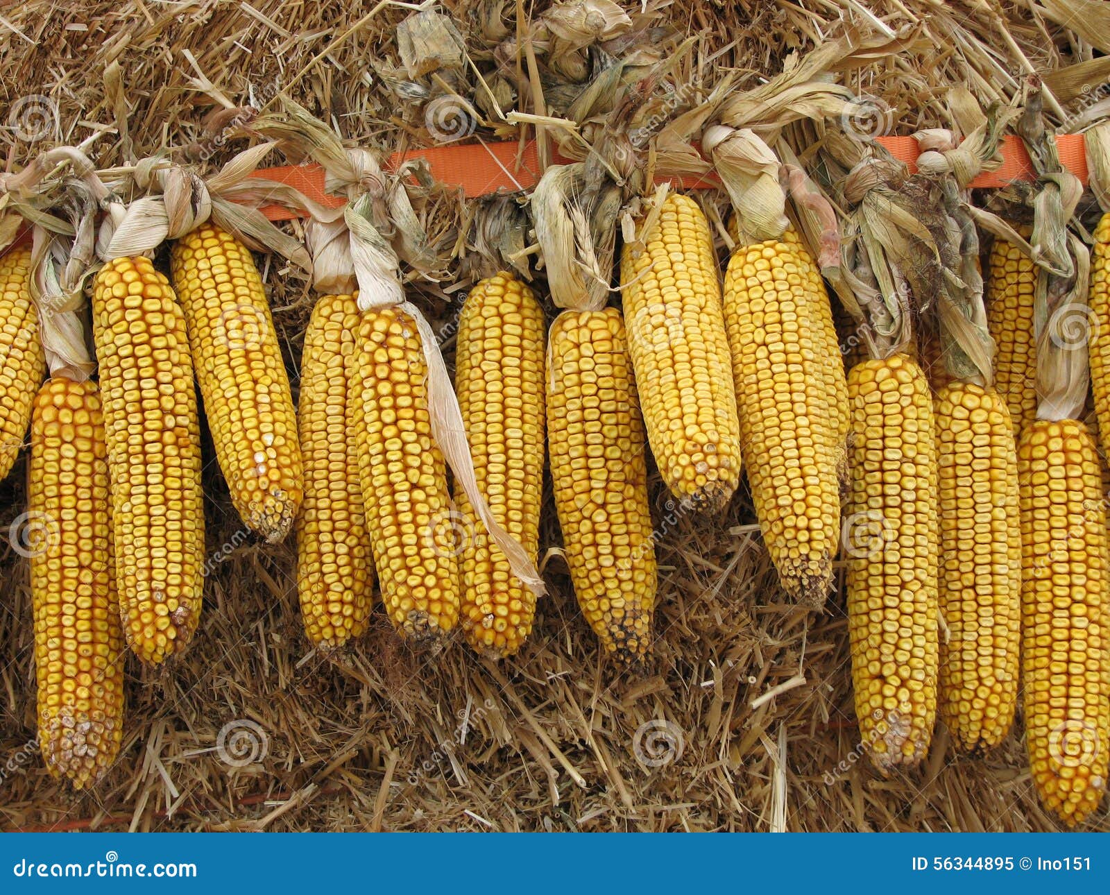 Corn cobs stock image. Image of straw, harvesting, hanging - 56344895