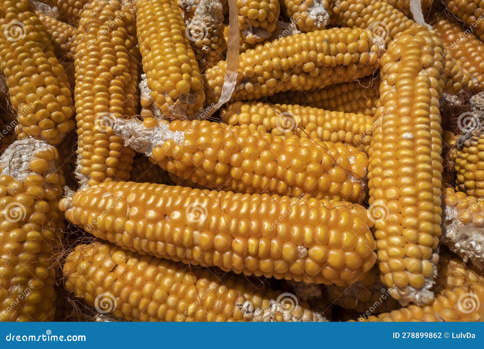 Corn cobs stock photo. Image of meal, prune, farms, agricultural ...