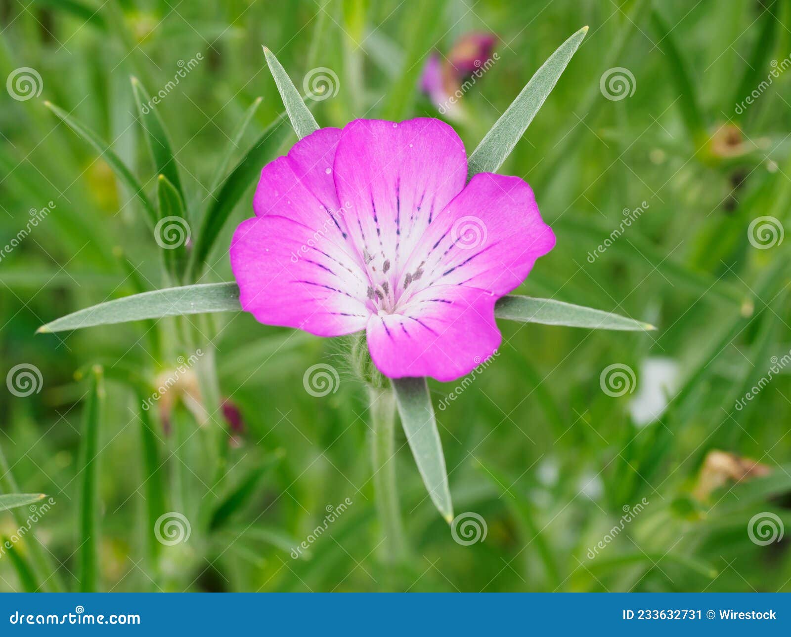 Corn Cockle (Agrostemma Githago) Purple Flower Stock Image - Image of ...