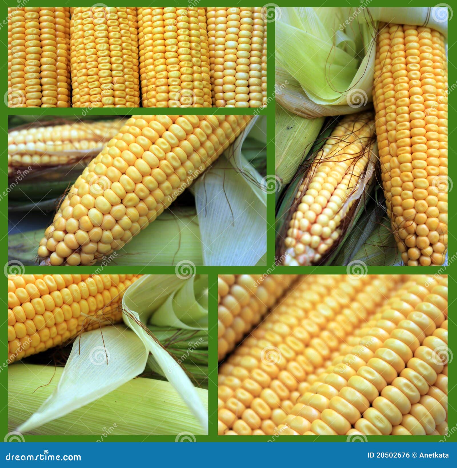 Corn Collage Royalty-Free Stock Image | CartoonDealer.com #20502676