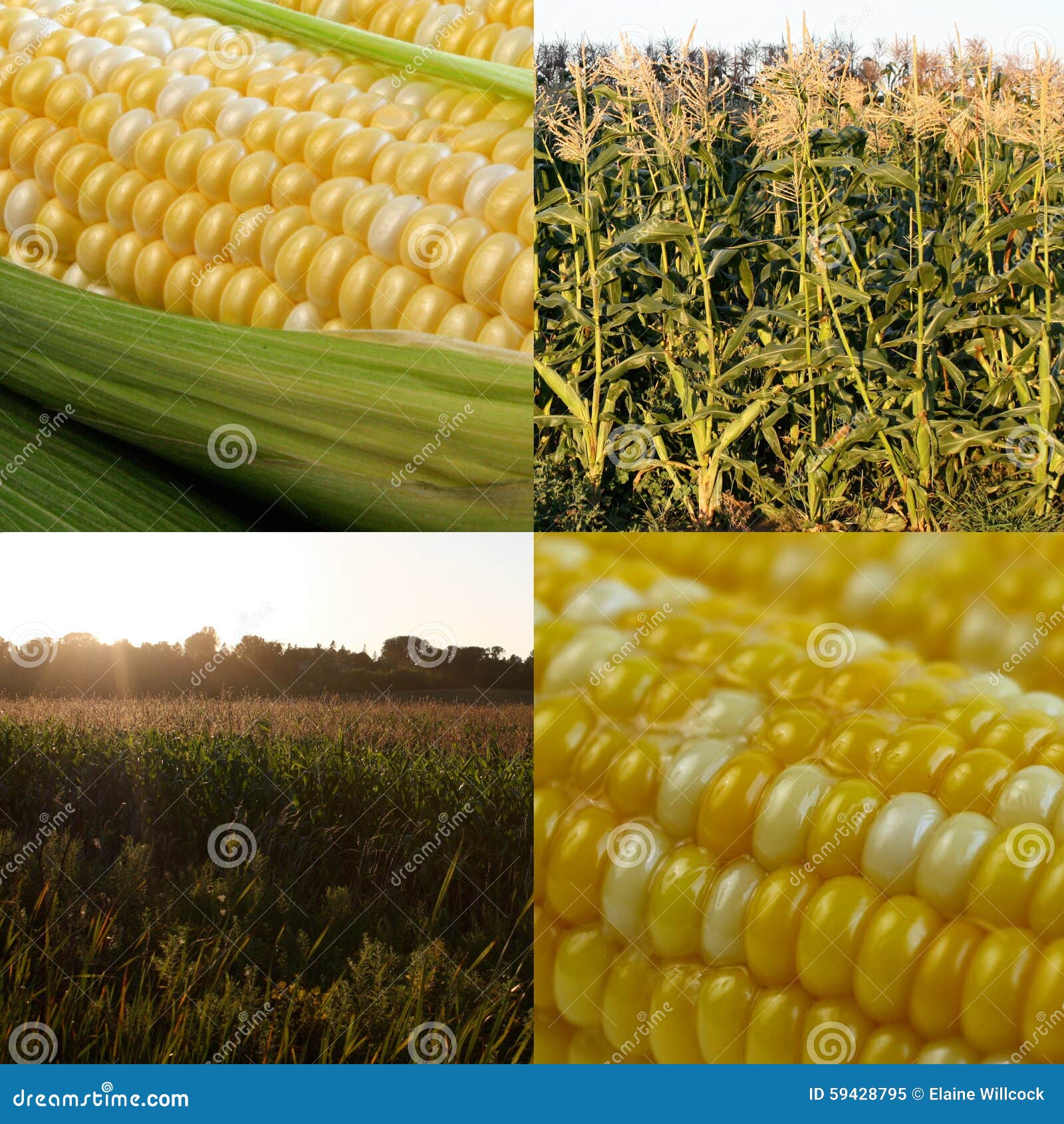 Corn collage stock image. Image of maize, yellow, kernels - 59428795