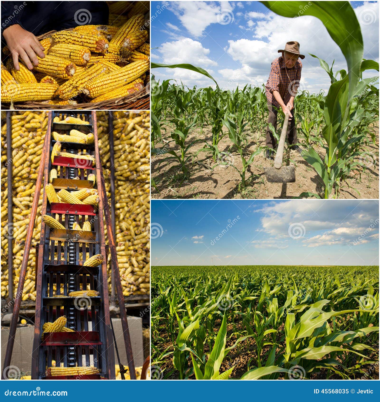 Corn collection stock image. Image of grain, harvester - 45568035