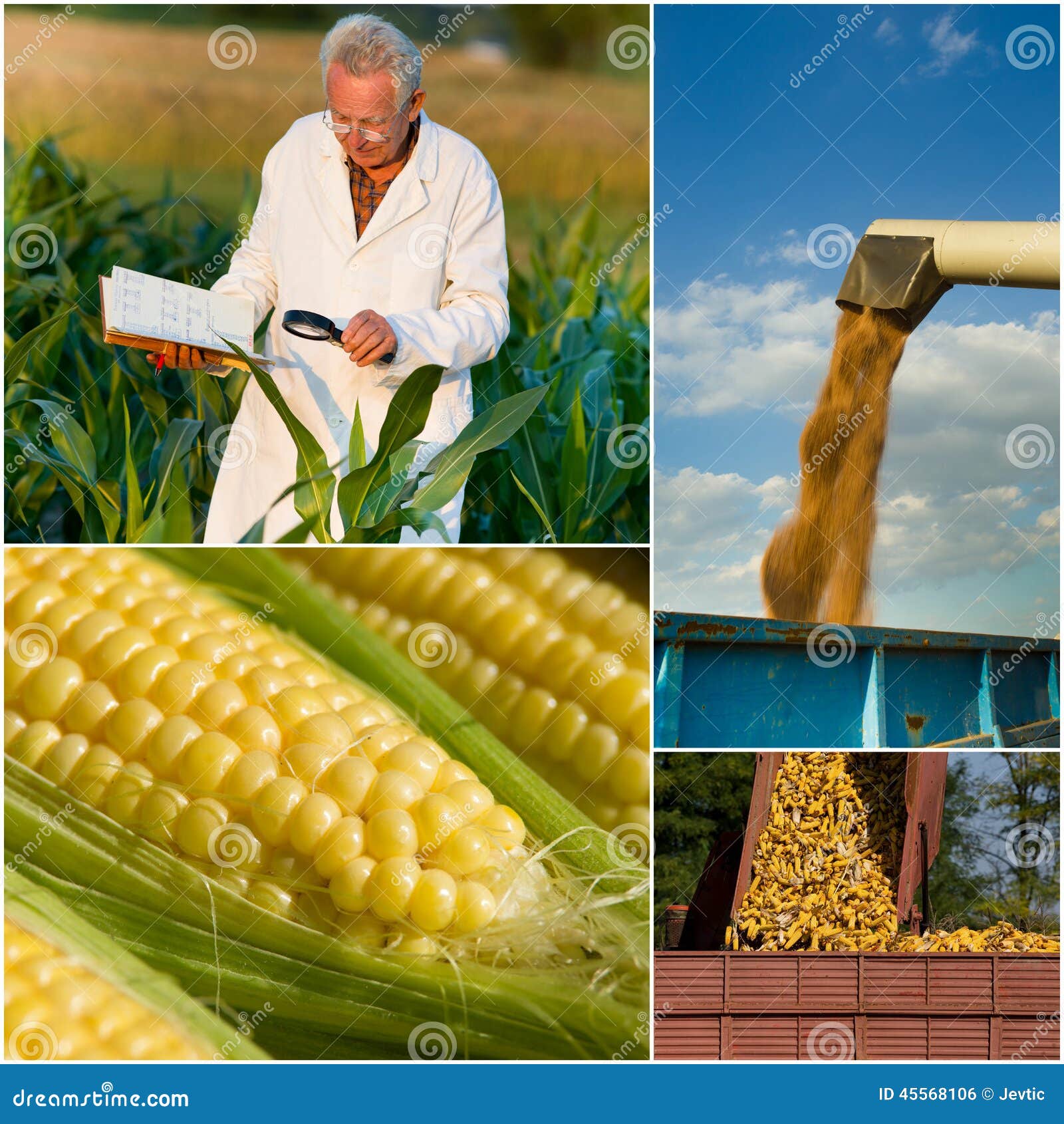 Corn collection stock photo. Image of farm, landscape - 45568106
