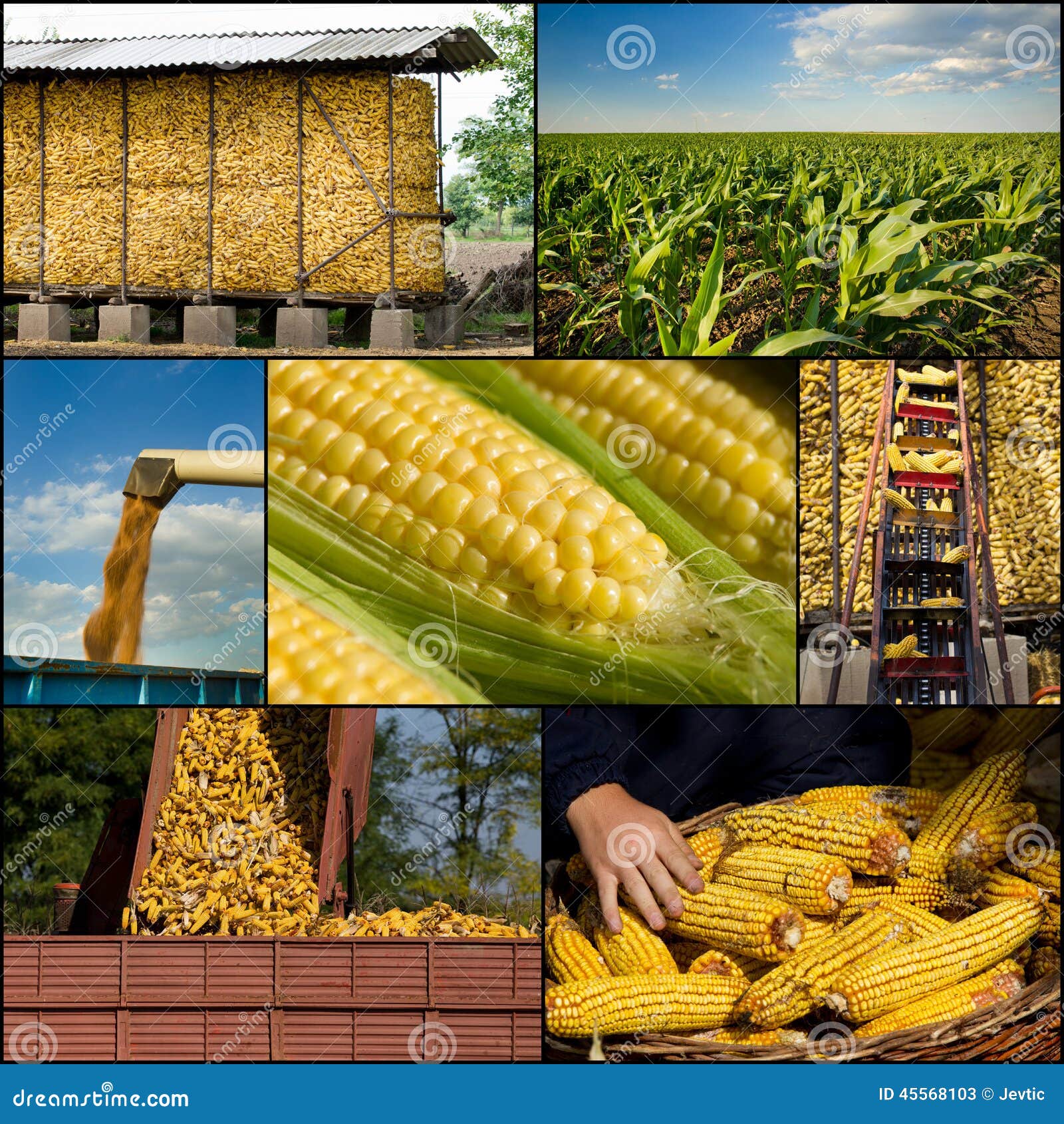 Corn collection stock image. Image of equipment, farm - 45568103