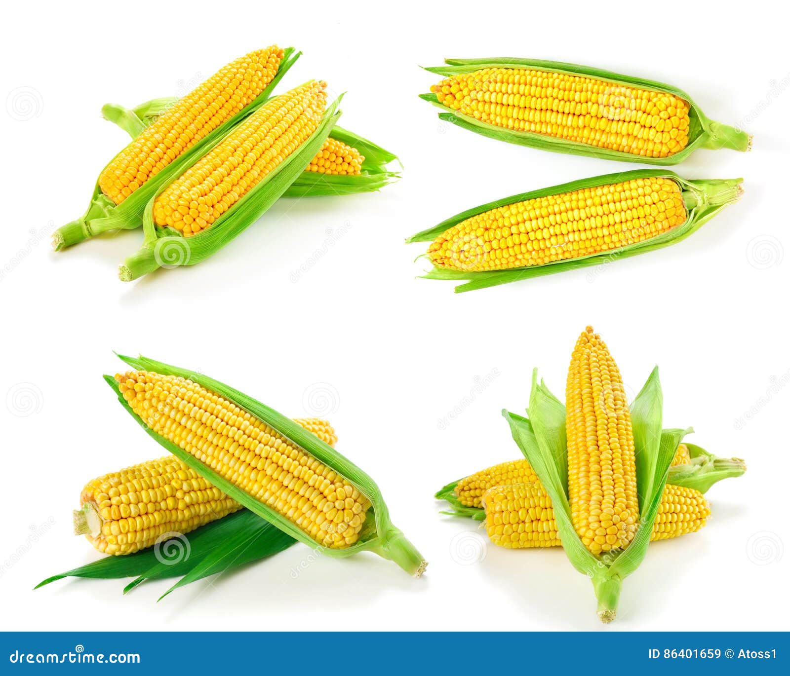 Corn collection isolated stock image. Image of corncob - 86401659