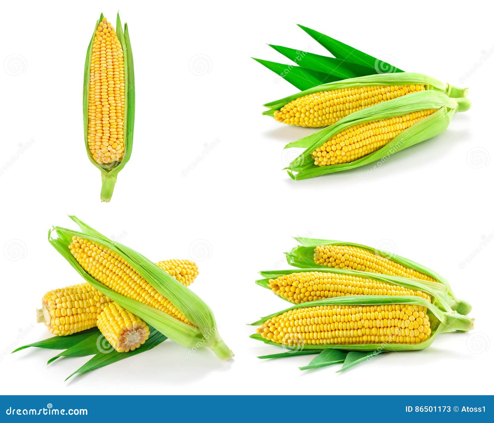 Corn collection isolated stock image. Image of kernel - 86501173