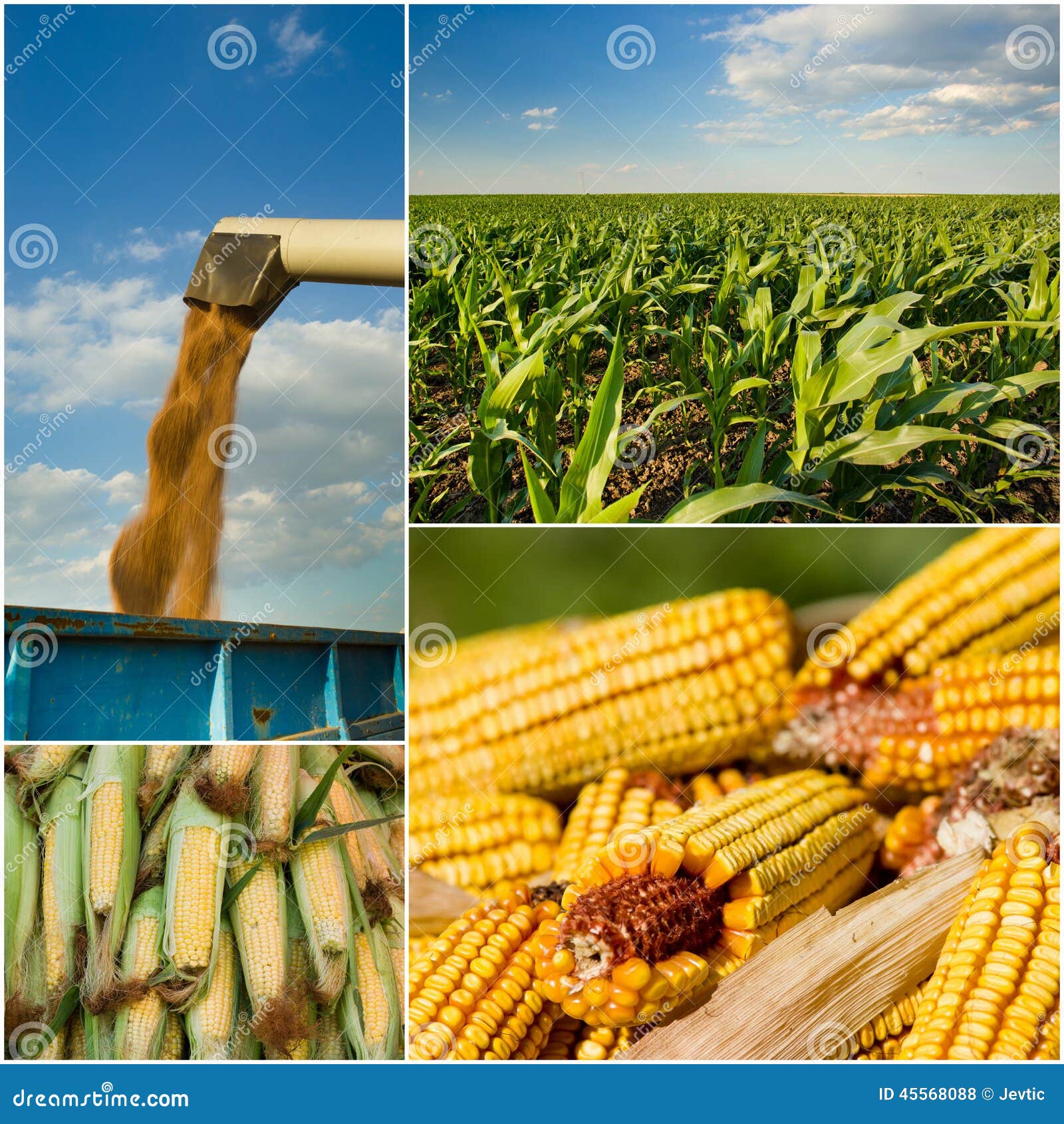 Corn collection stock photo. Image of fall, harvester - 45568088