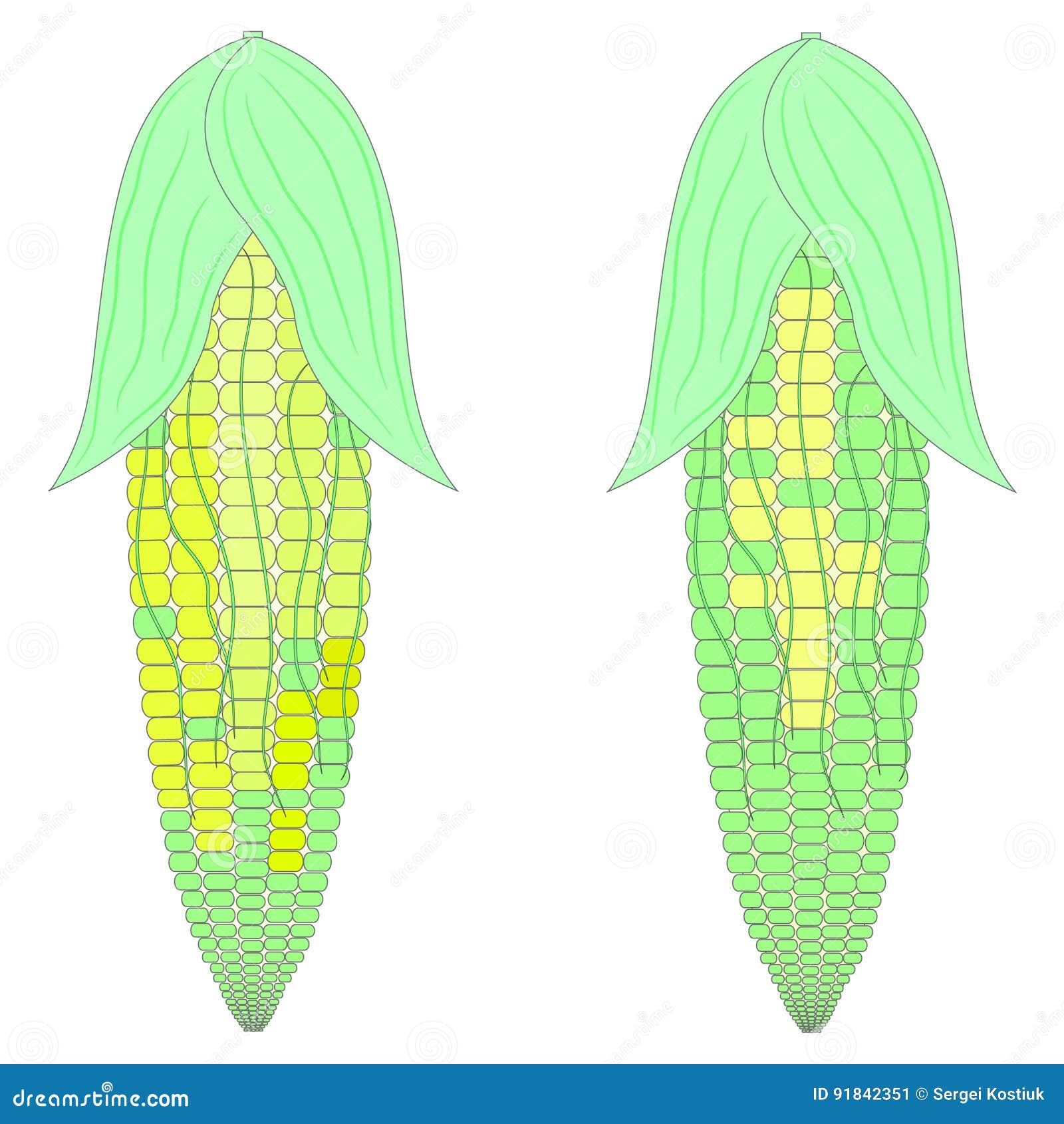 Corn vector color stock vector. Illustration of merry - 91842351