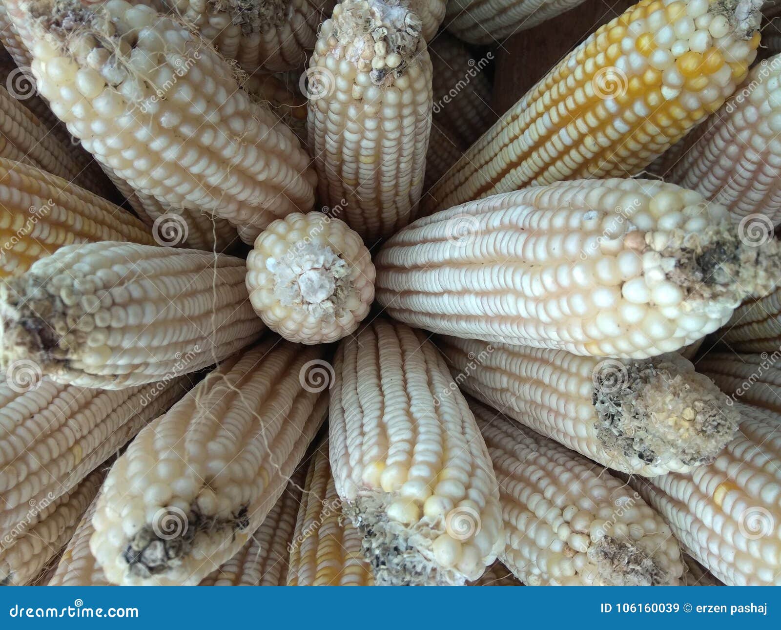 Corn composition stock image. Image of like, composition - 106160039