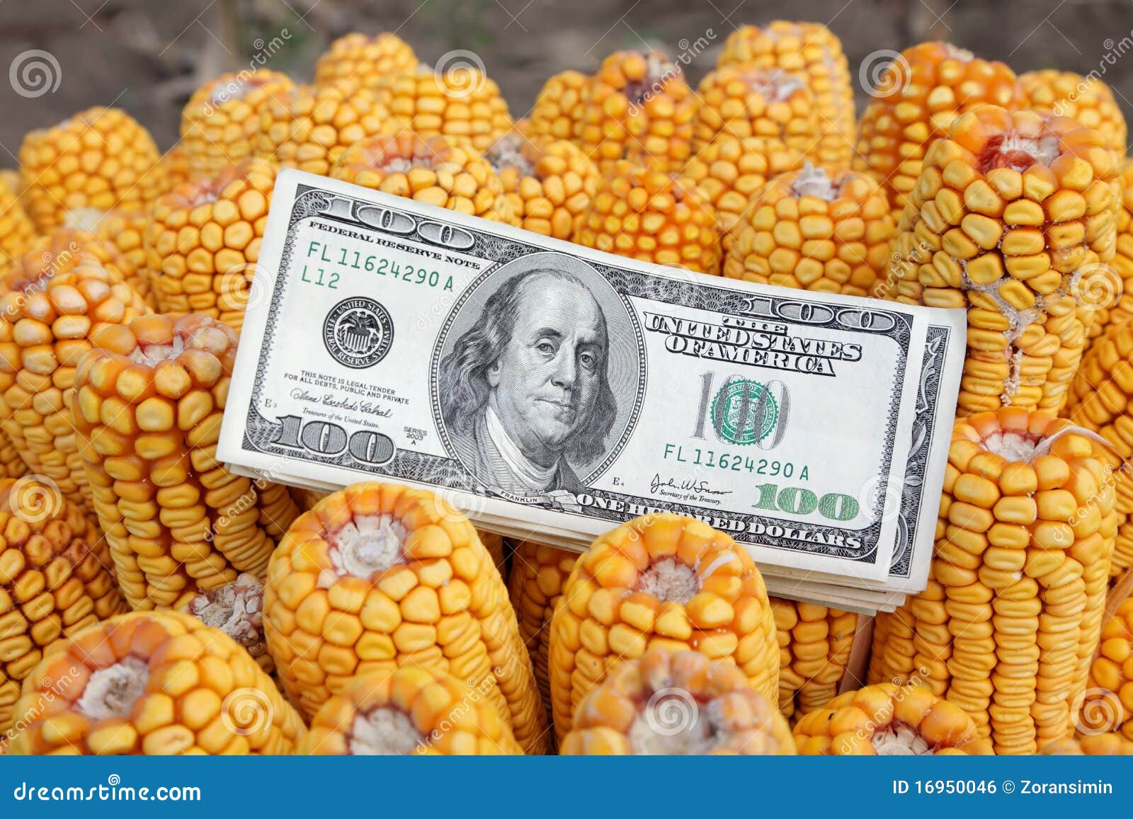 Corn concept stock photo. Image of dollar, close, organic - 16950046